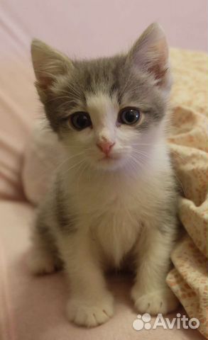 Котенок в добрые руки