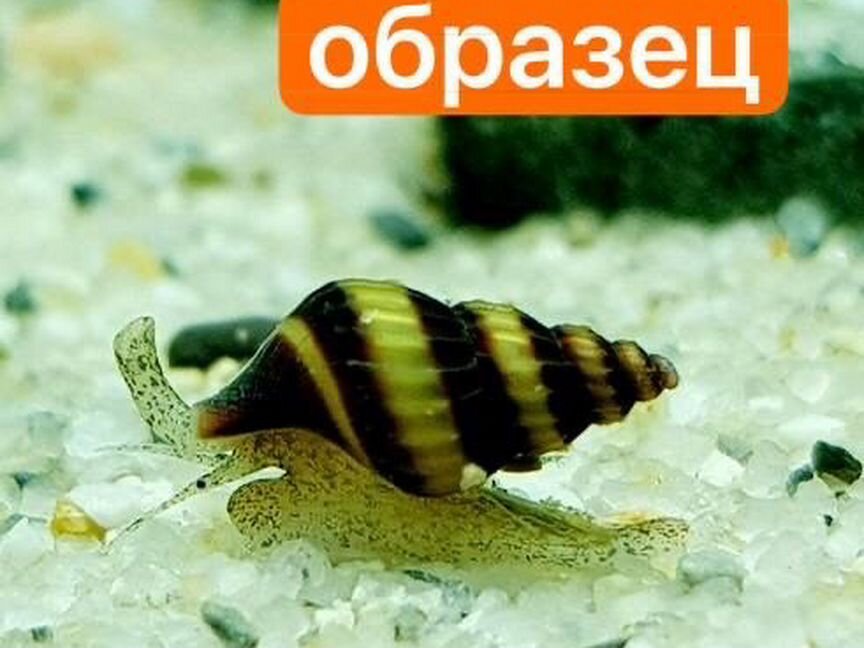 Улитка Хелена