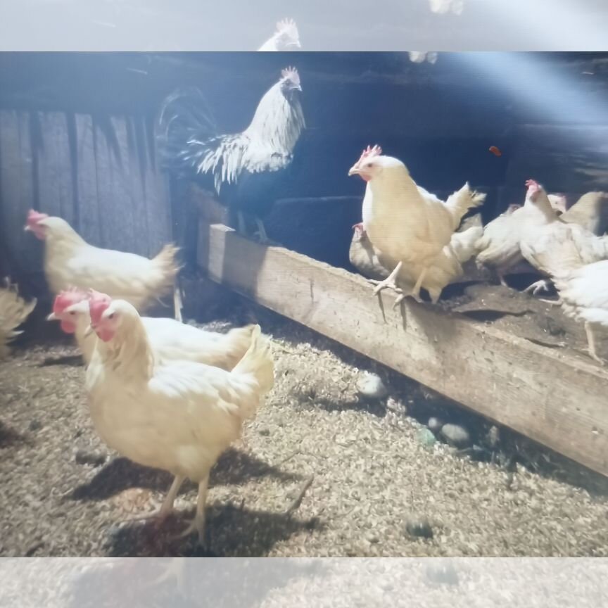 Куры несушки