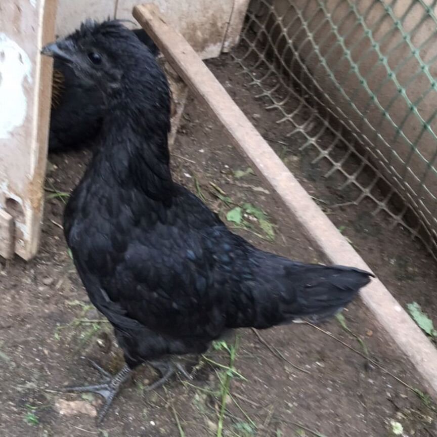 Петух ухейилюй