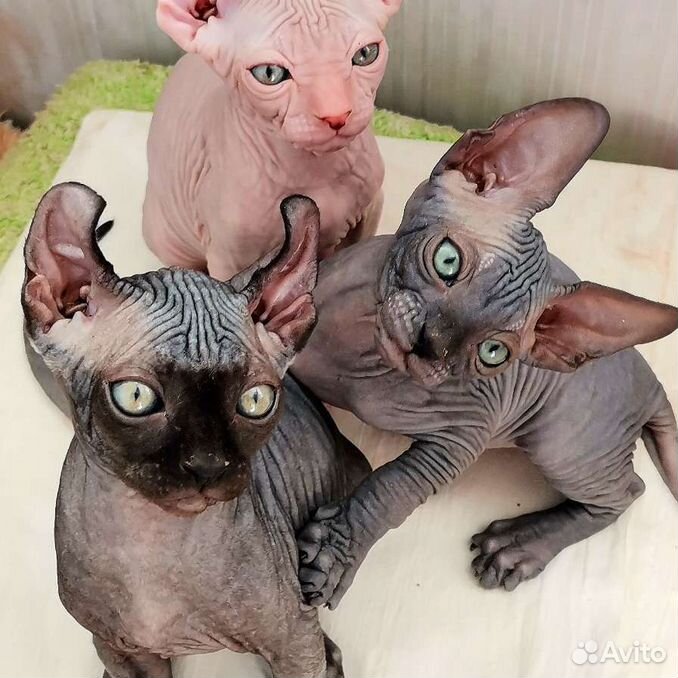Чистокровные Канадские сфинксы Эльф