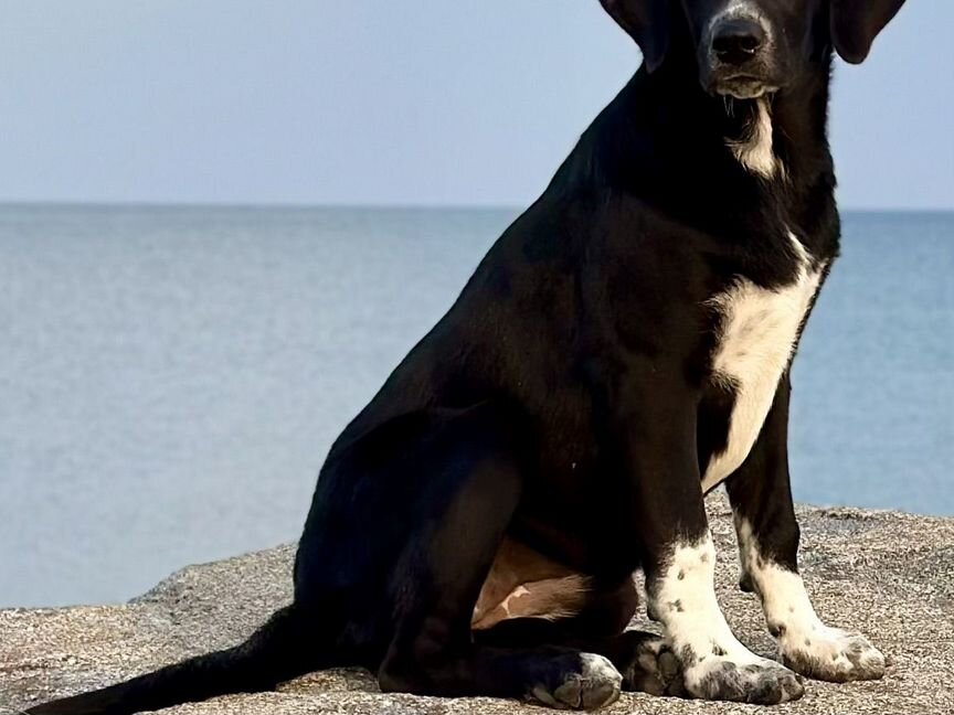 Щенок-девочка 5 месяцев, стерильна