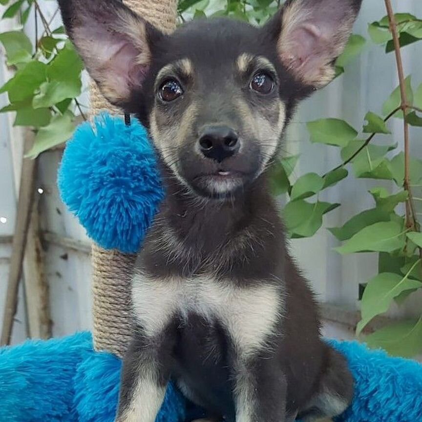 Щенок девочка ищет дом