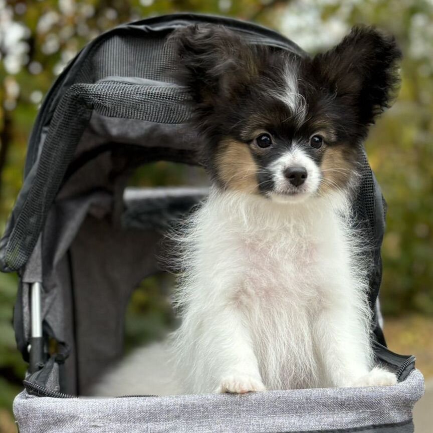 Щенок папийона мальчик