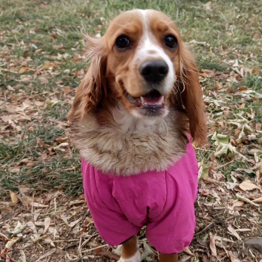 Кокер спаниель, взрослая собака