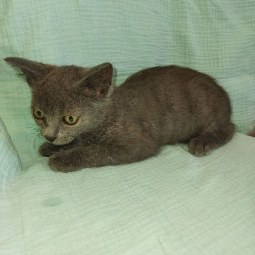 Котенок мальчик