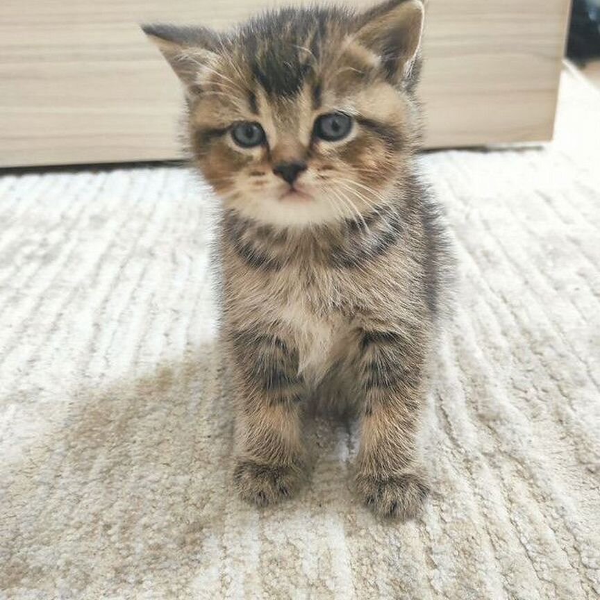 Шотландские прямоухие котята