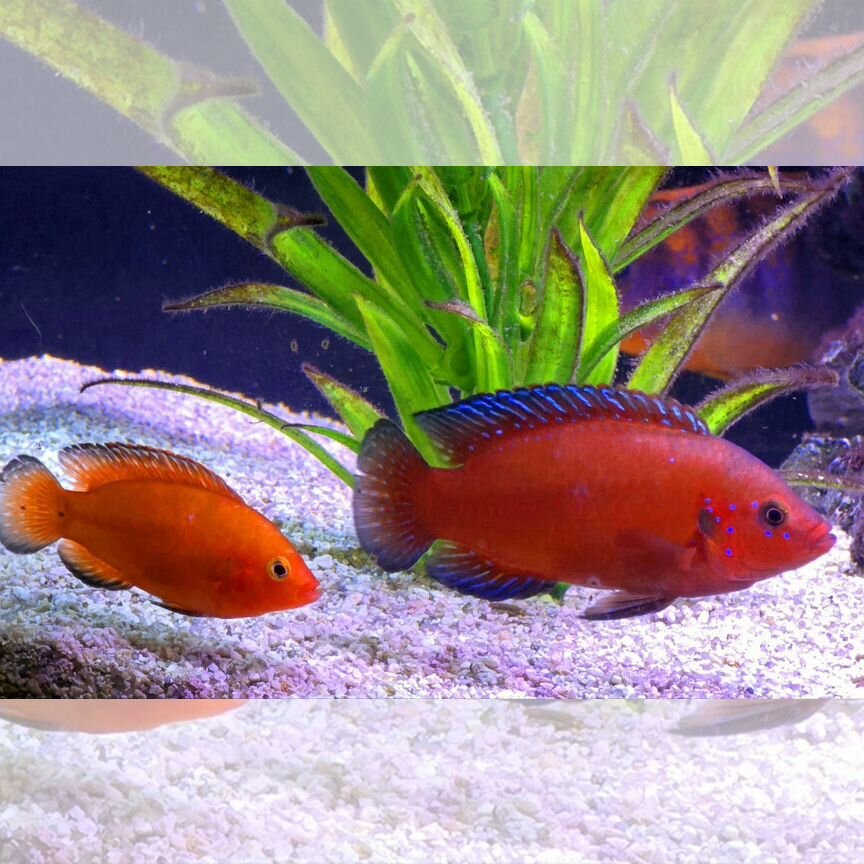 Цихлиды Хемихромис Ексул мальки