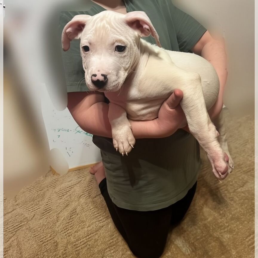 Американский стаффордширский терьер, щенок