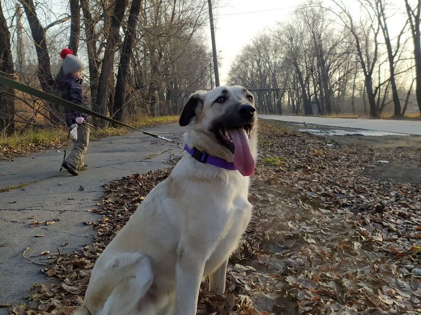 Красивый и очень добрый пес 1.5 года