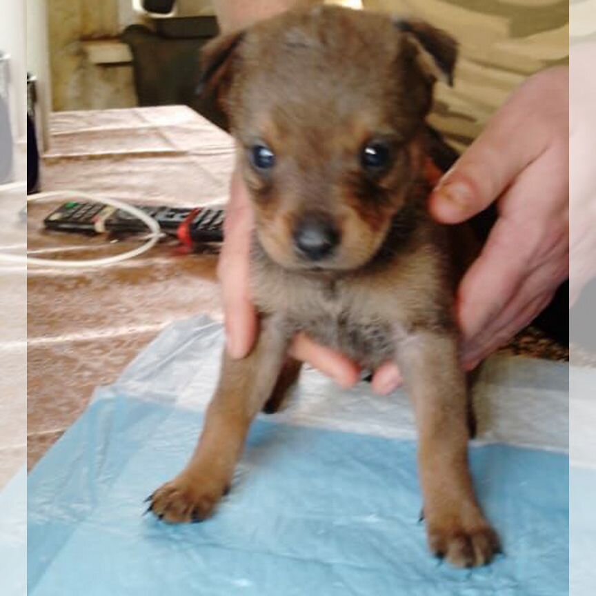 Щенки помесные