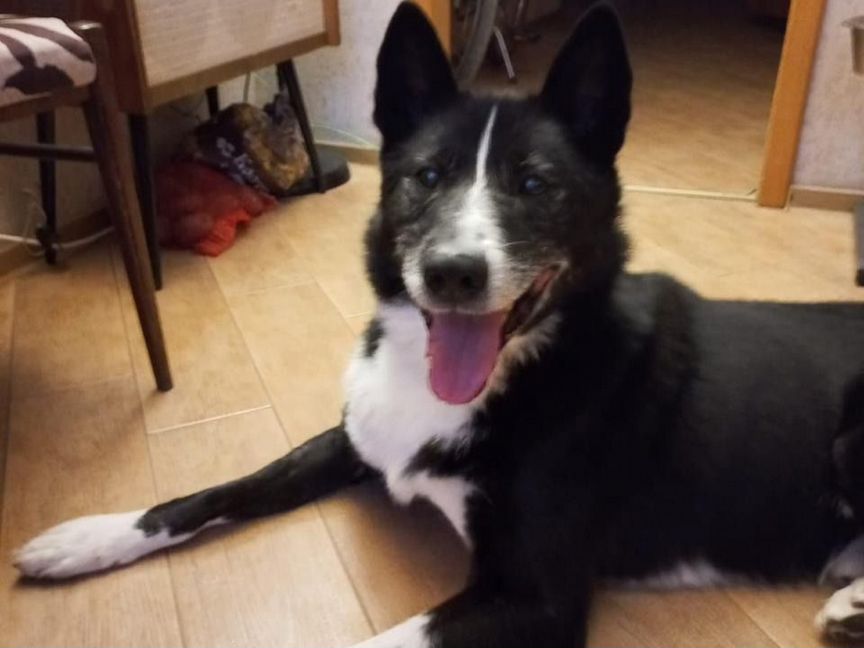 Собака лайка