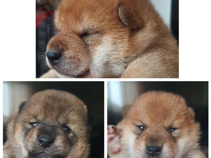 Щенки сиба-shiba бронь и продажа