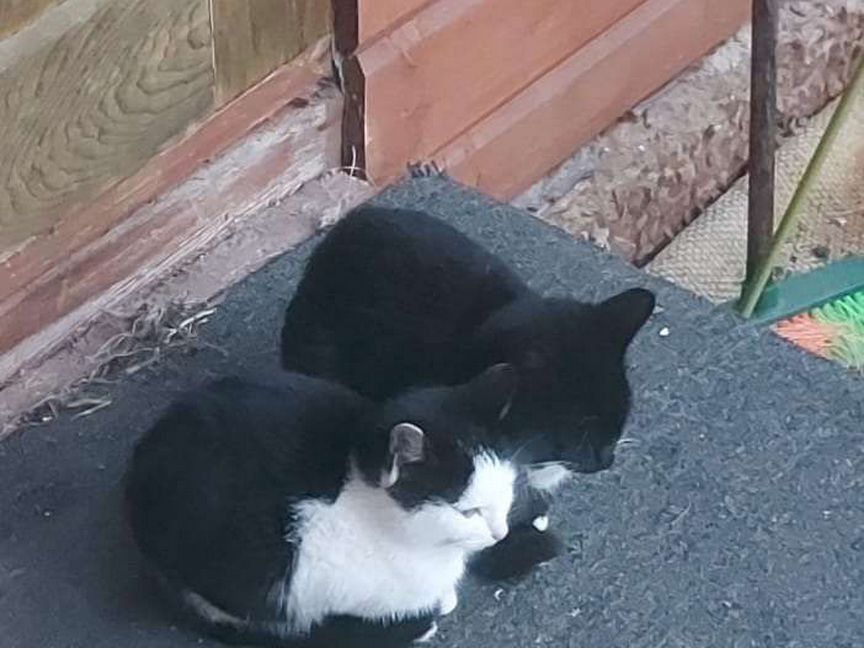 Котят оставили на даче