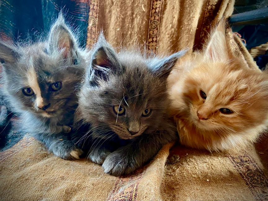 Котята мейн-кун в добрые руки