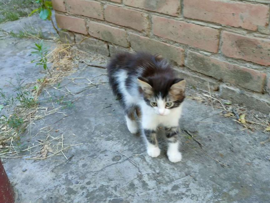 Котенок девочка в добрые руки