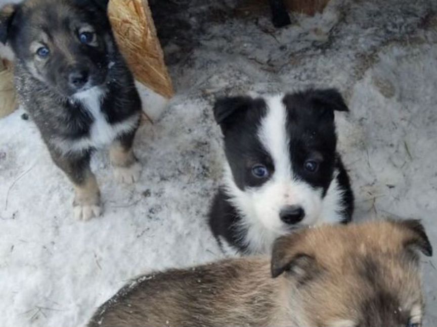 Щенки охранники