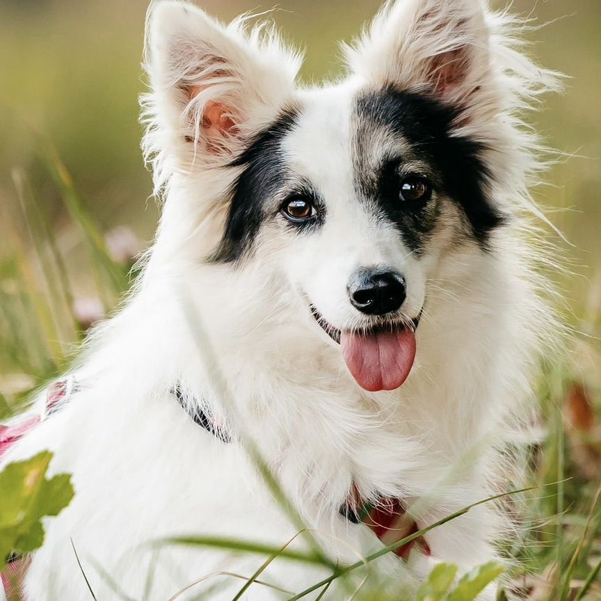 Великолепная девочка в добрые руки