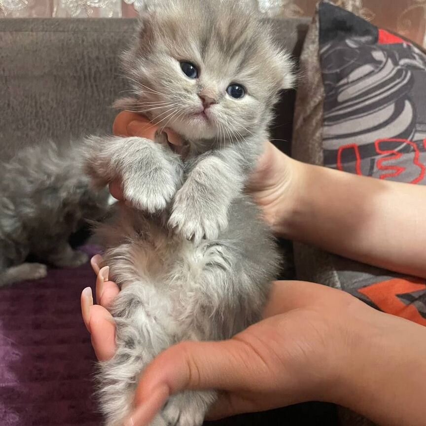 Шотландские котята
