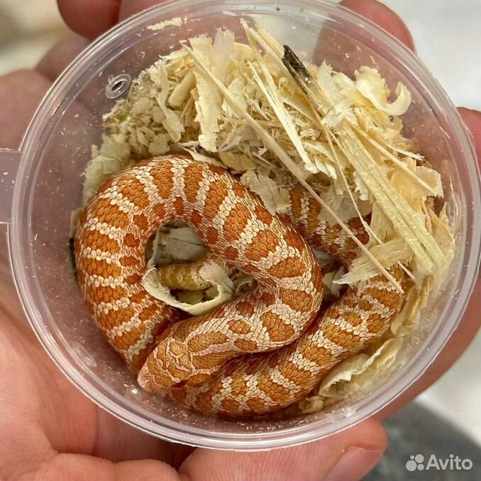 Свиноносый уж