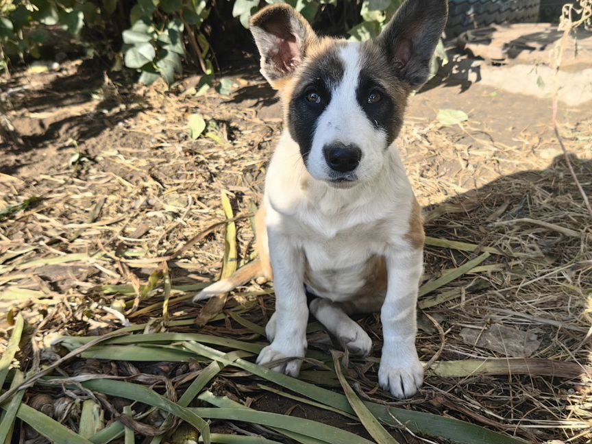 Маленькая Белла в дар бесплатно