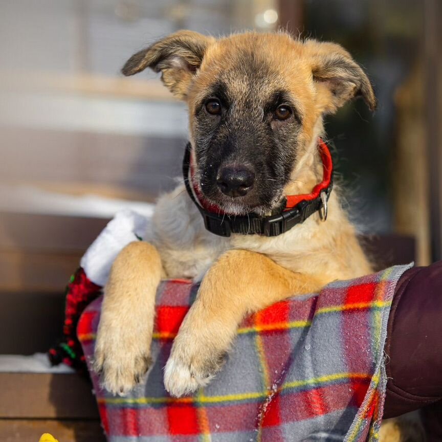 Щенок девочка в добрые руки бесплатно