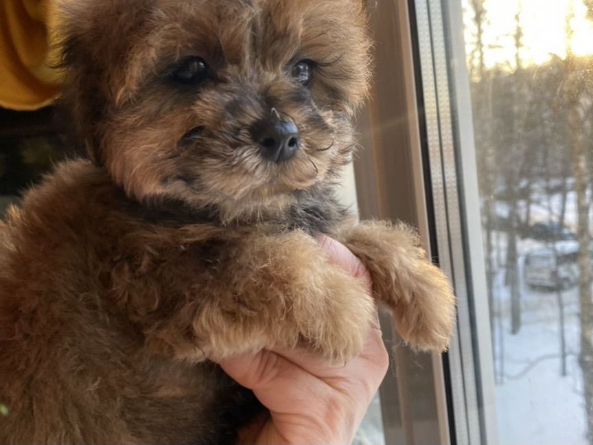 Мальтипу f1 детки