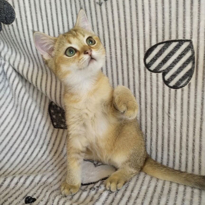 Золотая шиншилла мальчик и девочка