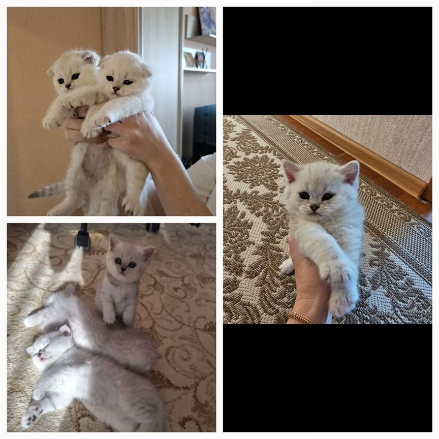 Котята серебристая шиншилла