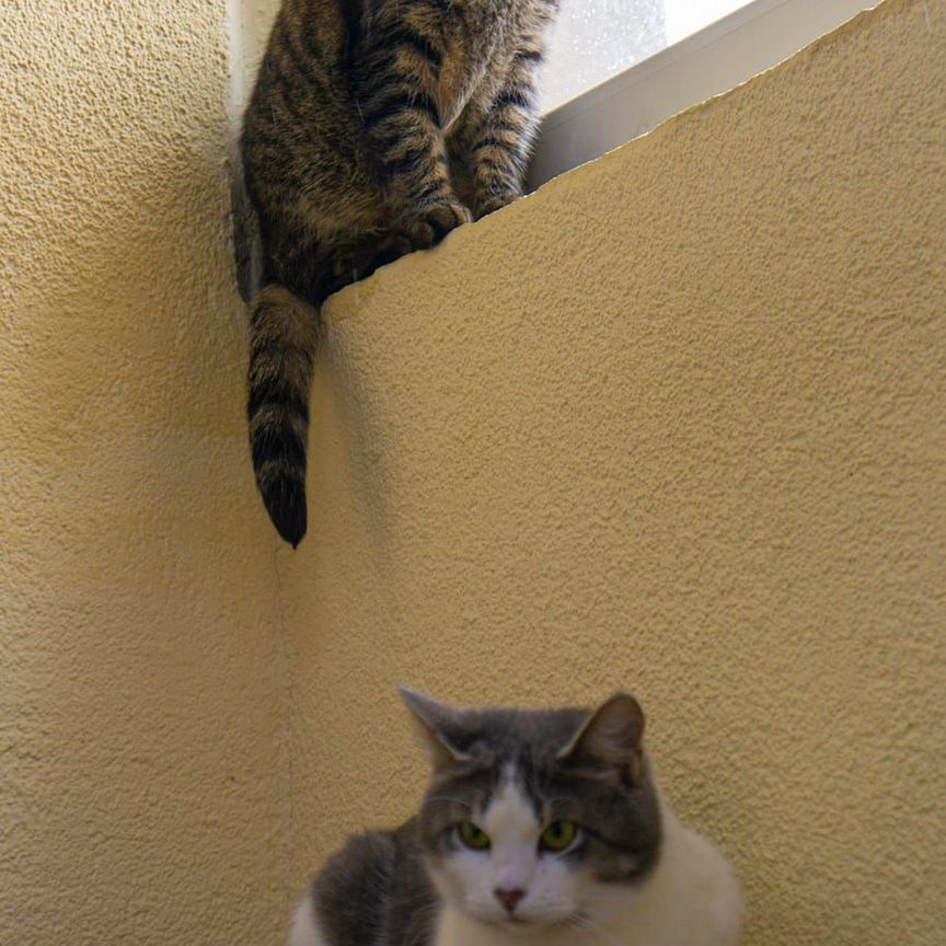 Котики из приюта ищут дом