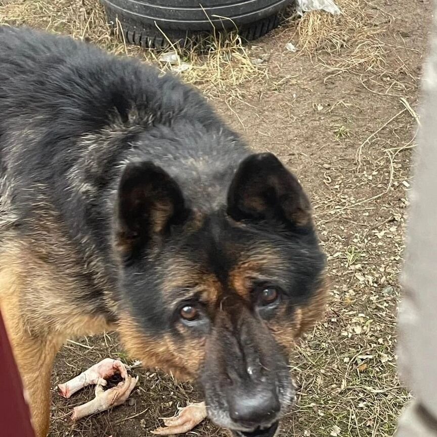 Собака в добрые руки