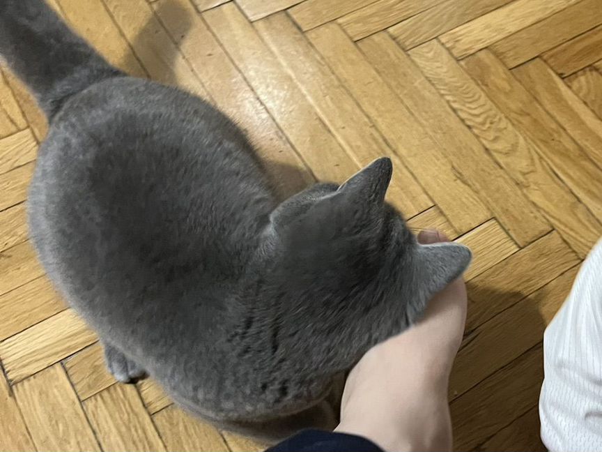 Британская кошка