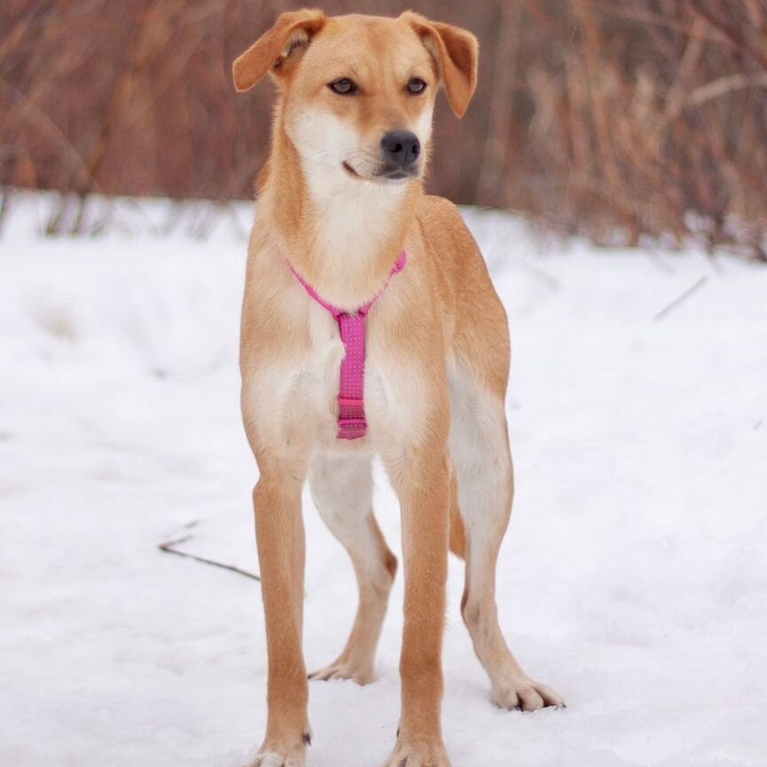 Взрослая собака из приюта