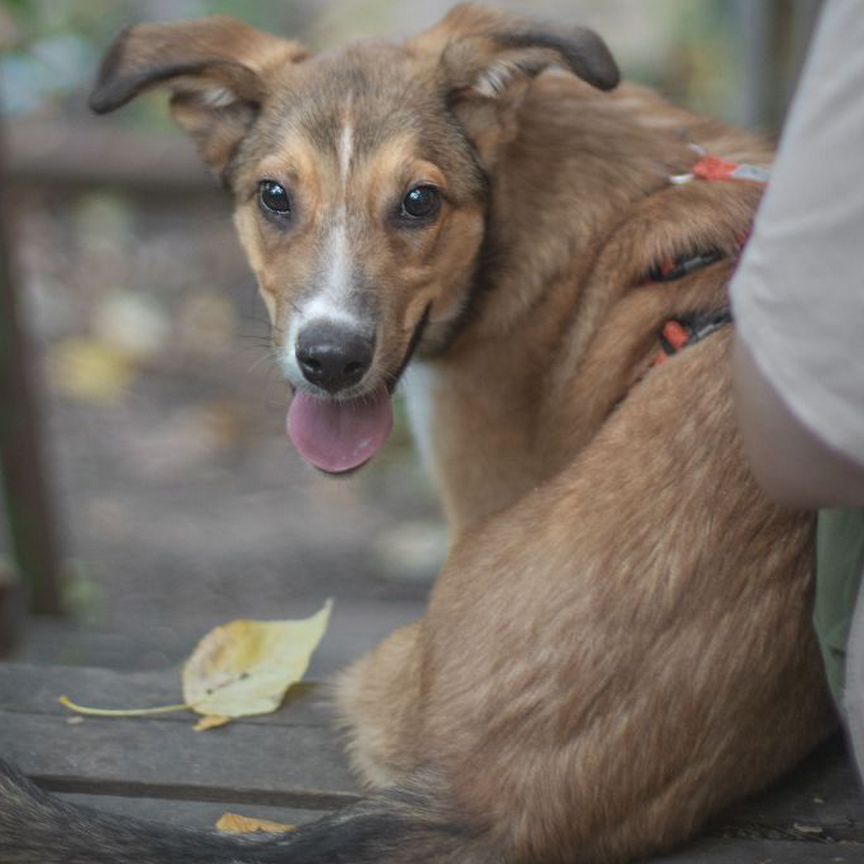 Маленький щенок в добрые руки