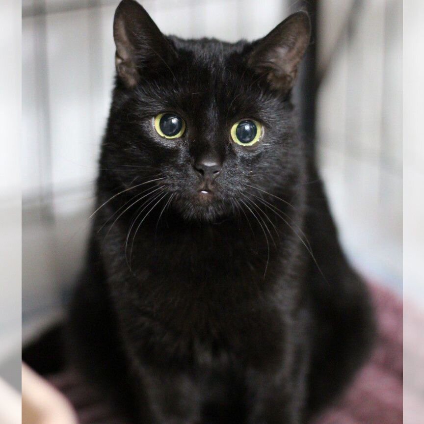 Взрослая, кошка в добрые руки