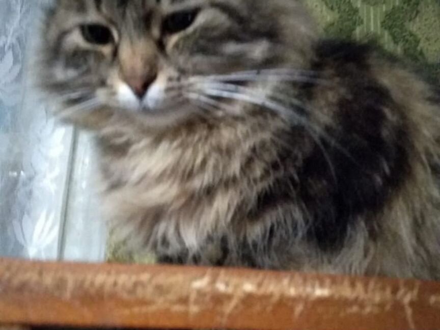 Кот