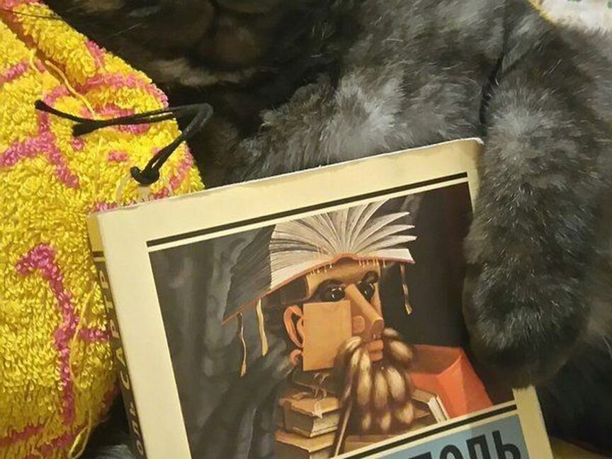 Британская вислоухая(или Шотландская)