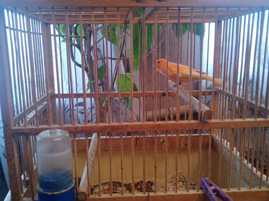 Канарейка с клеткой