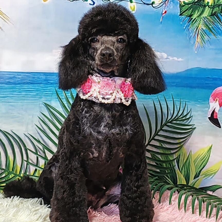 Щенки мальтипу