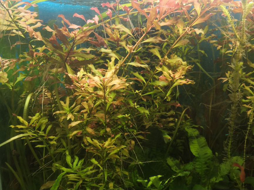 Аквариумное растение Водоросли Ротала