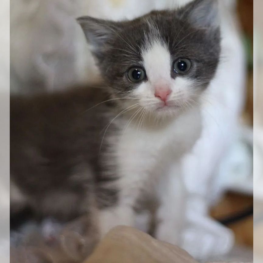 Котёнок в добрые руки