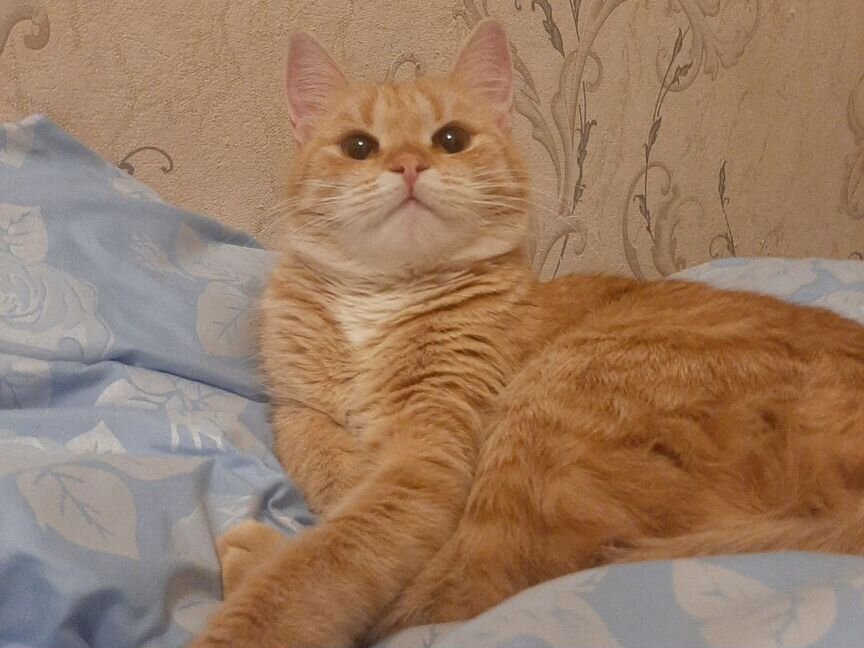 Рыжий ласковый котенок девочка в дар 5 мес