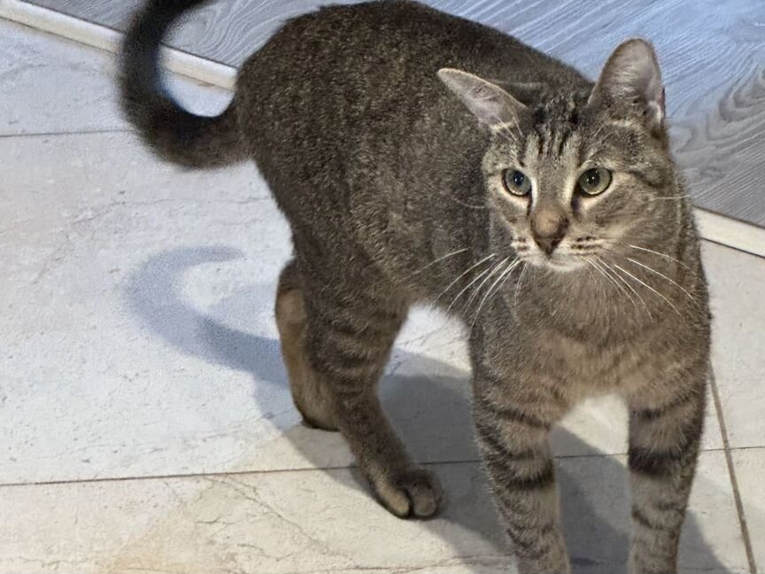 Кот Вжик