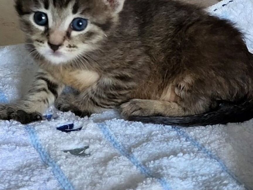 2 кошечки и 2 котенка бесплатно,1 месяц