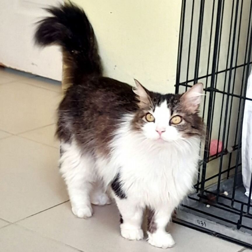 Взрослый кот в добрые руки