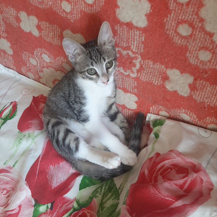 Котя - в добрые руки