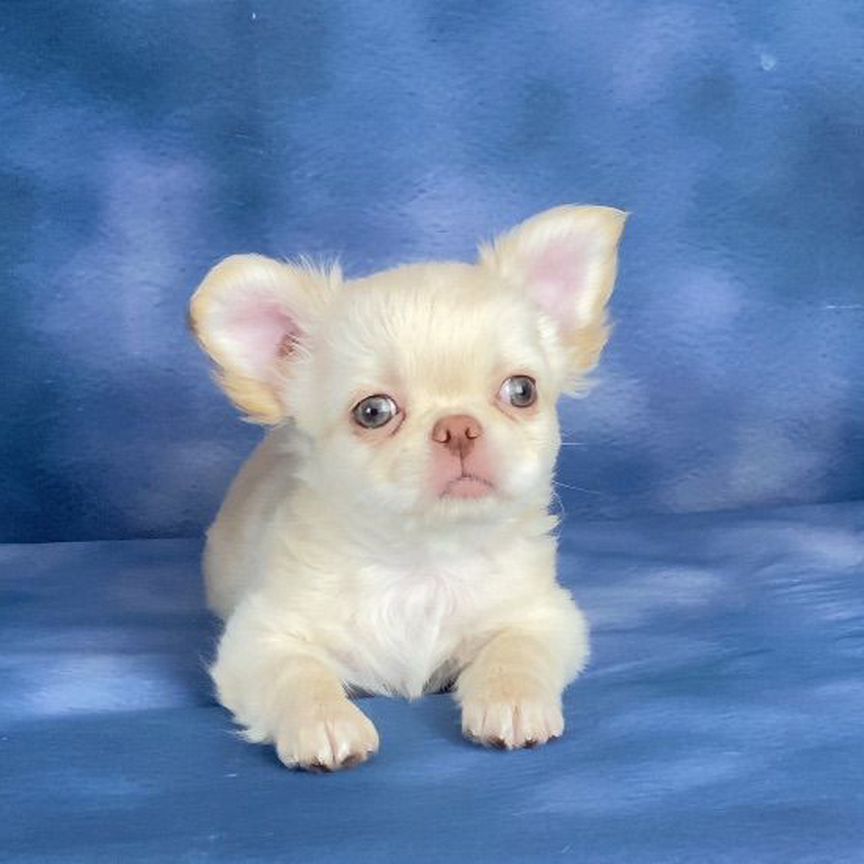 Голубоглазый блондин