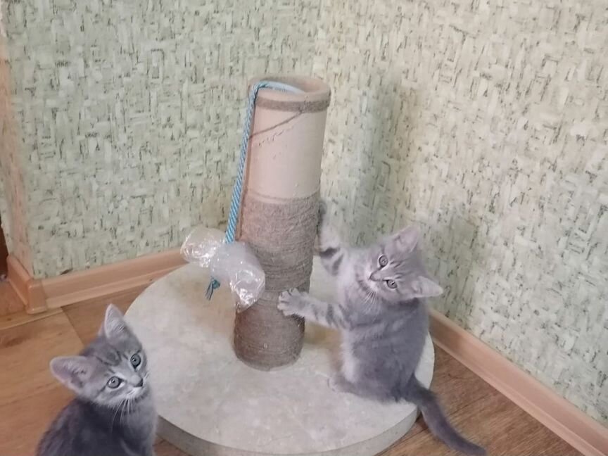 Британские котята