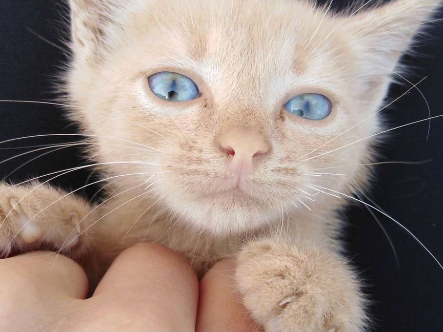 Котенок мальчик персиковый