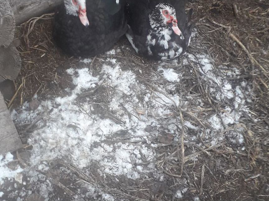 Продажа мускусных домашних индоуток